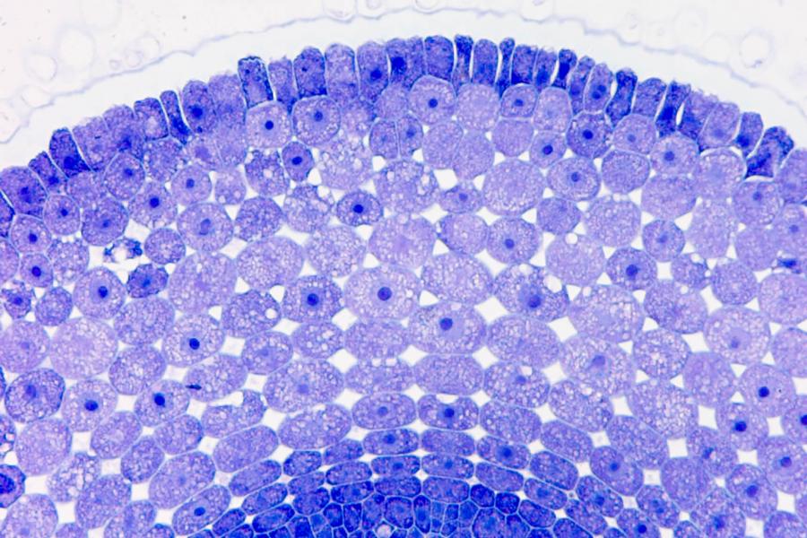 Plant Science research and facilities | Faculty of Agricultural and ...